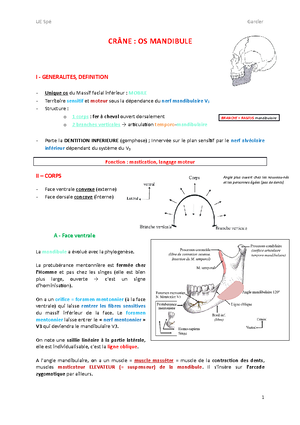 Os anatomie cranienne du cheval - ANATOMIE : OS DU CRANE BASE ...