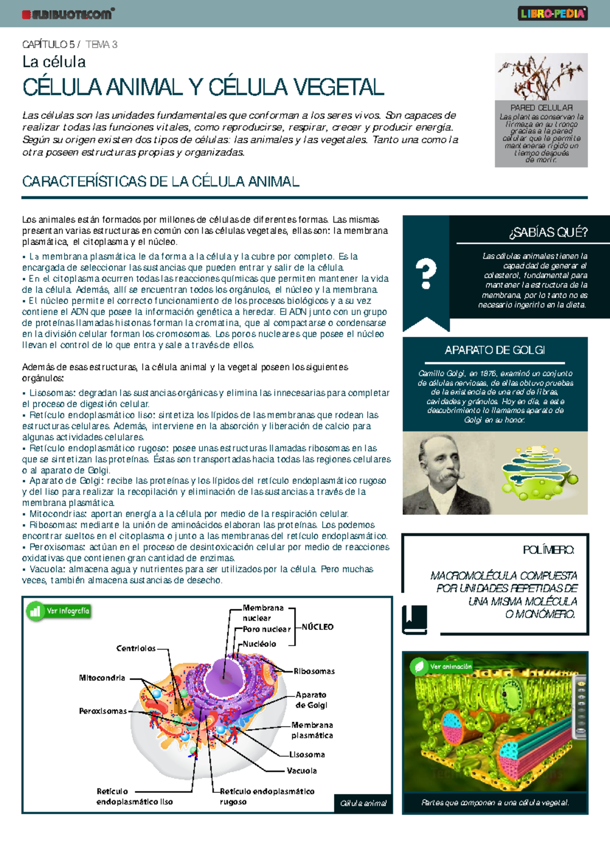 CAPÍTULO 5 TEMA 3: Célula Animal y Vegetal - Estructuras y Funciones ...
