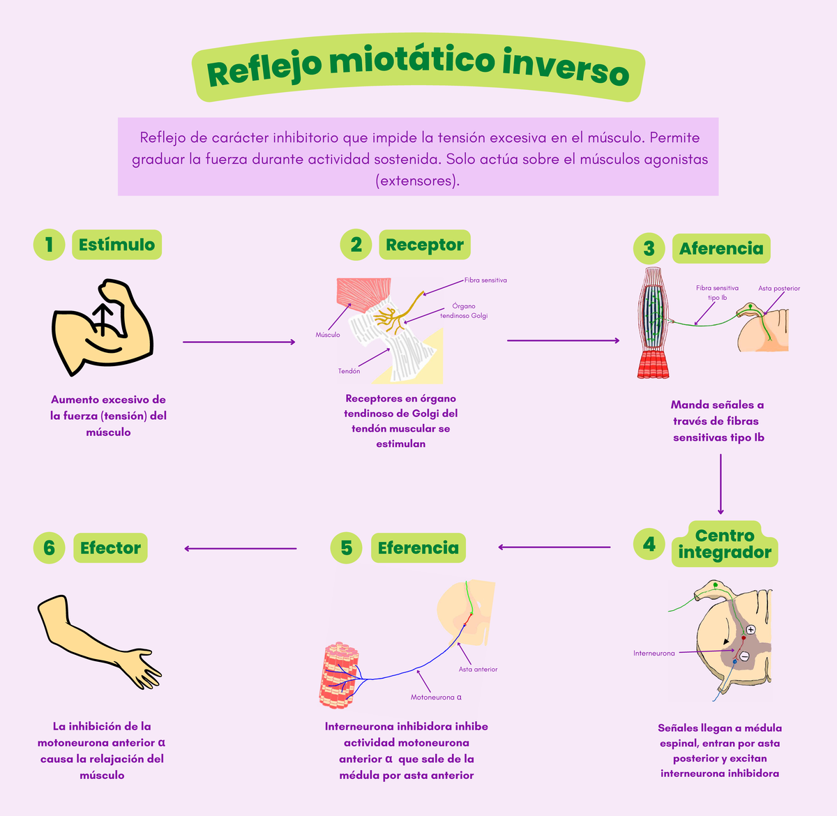 Esquema NBC: Reflejo Miotático Reverso en Músculos - Studocu