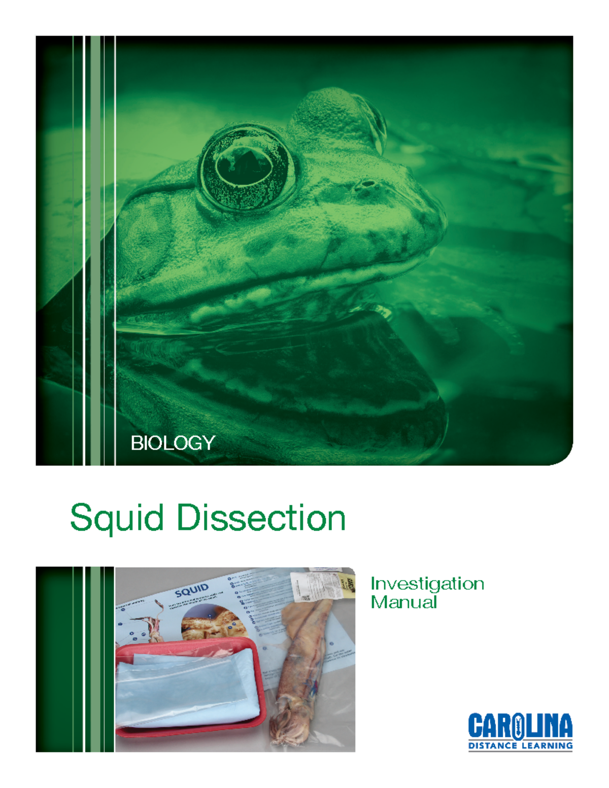 Squid Dissection: A Comprehensive Guide to Anatomy and Adaptations ...