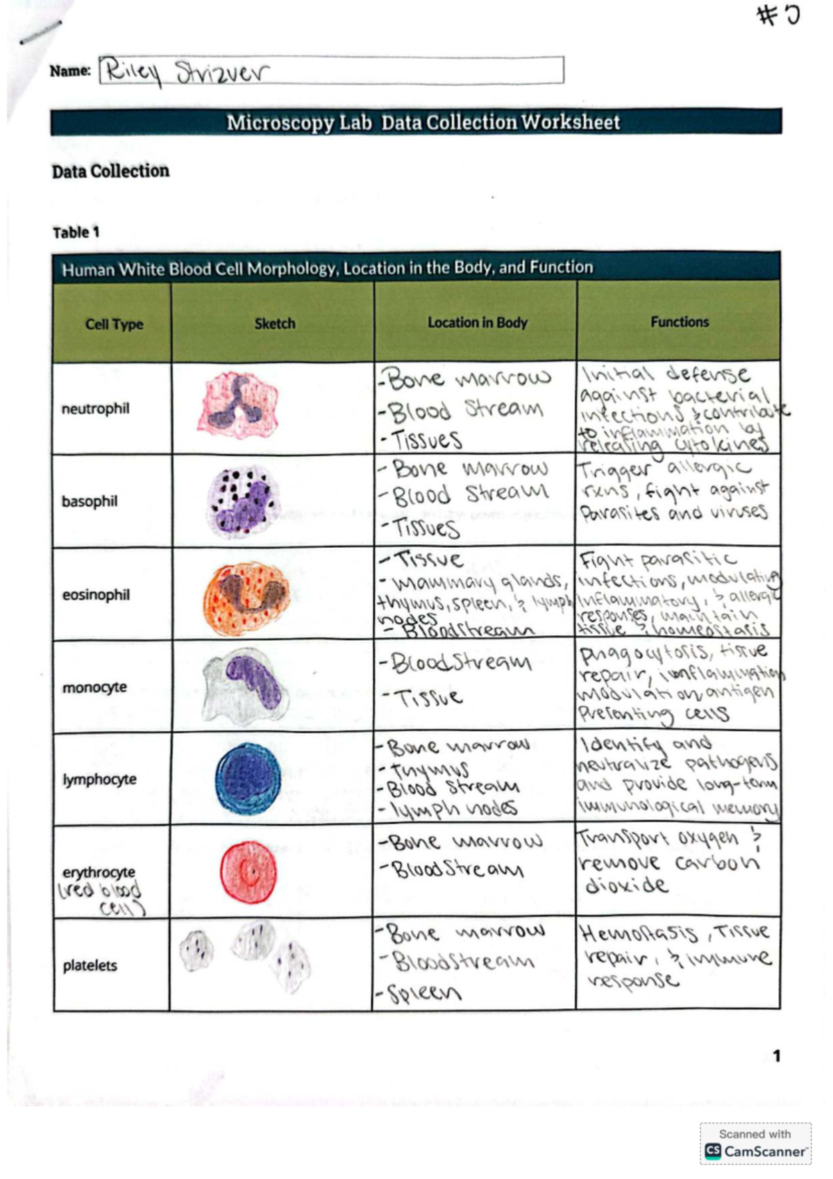 Riley Strizver Microscopy Lab Worksheet: White Blood Cell Analysis ...