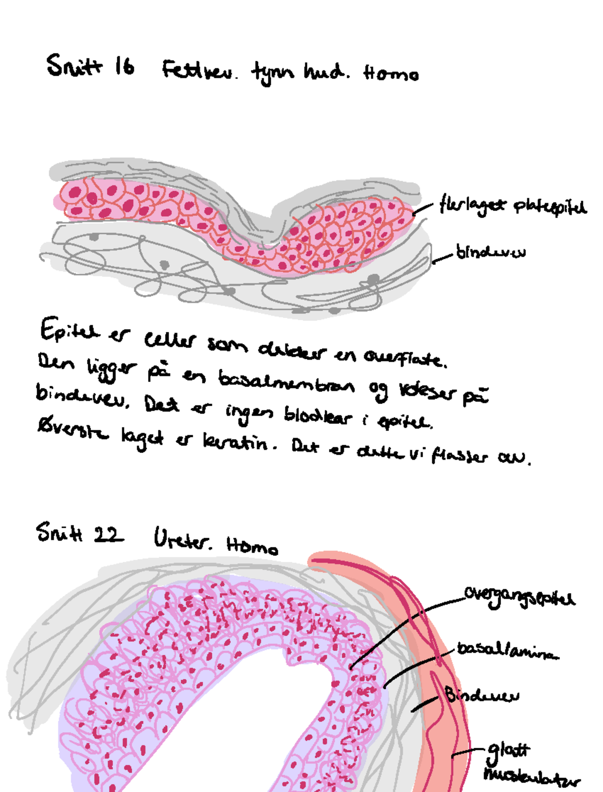 Histologi: Snitt 16, 21 & 22 - Fettvev, Ureter og Epiteltyper - Studocu
