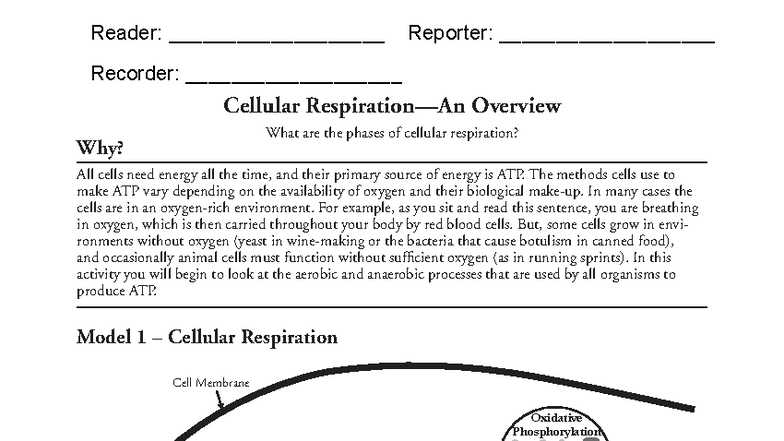 Cellular Respiration Overview (Bio 101) - Phases & Processes - Studocu