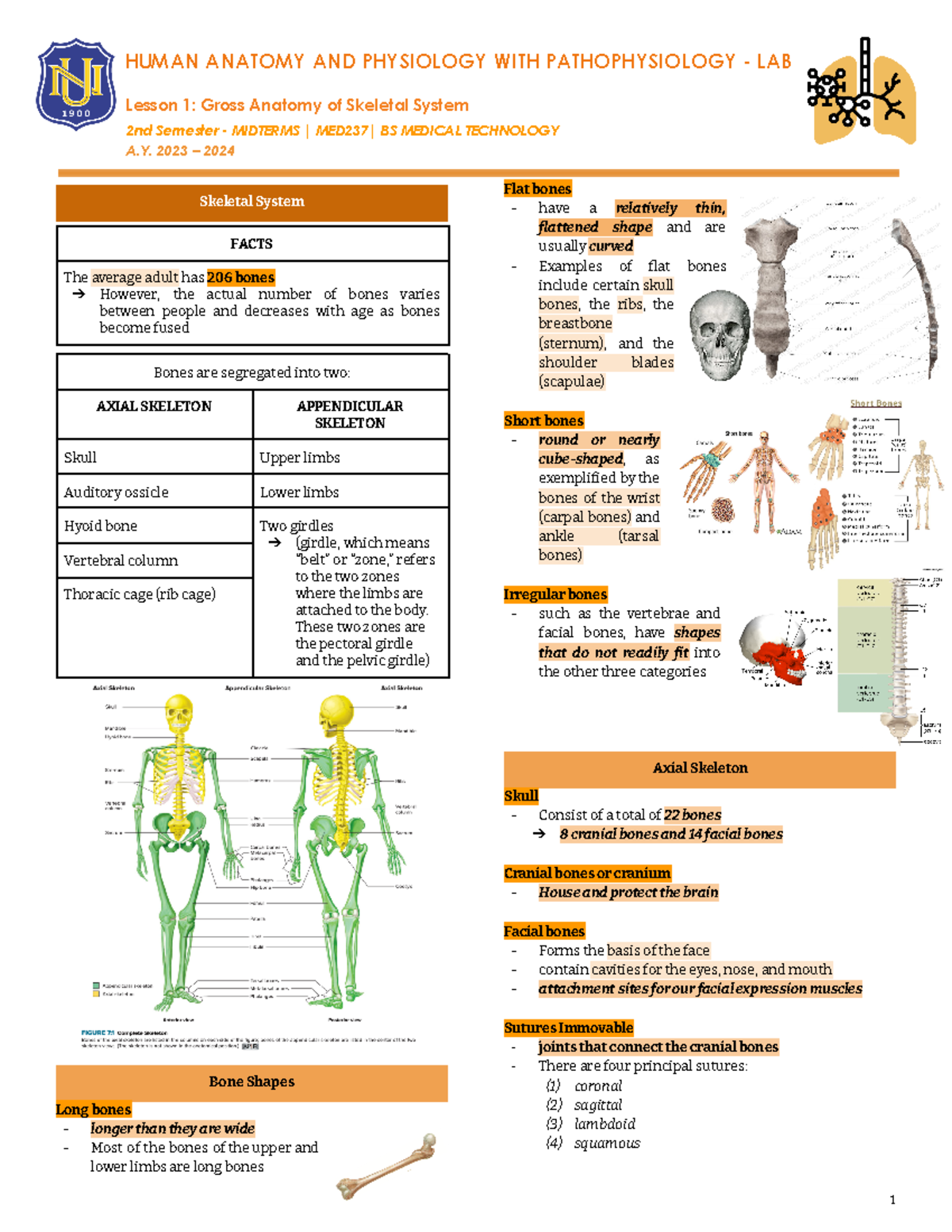 MED237: Lesson 1 - Gross Anatomy of the Skeletal System (Midterms ...