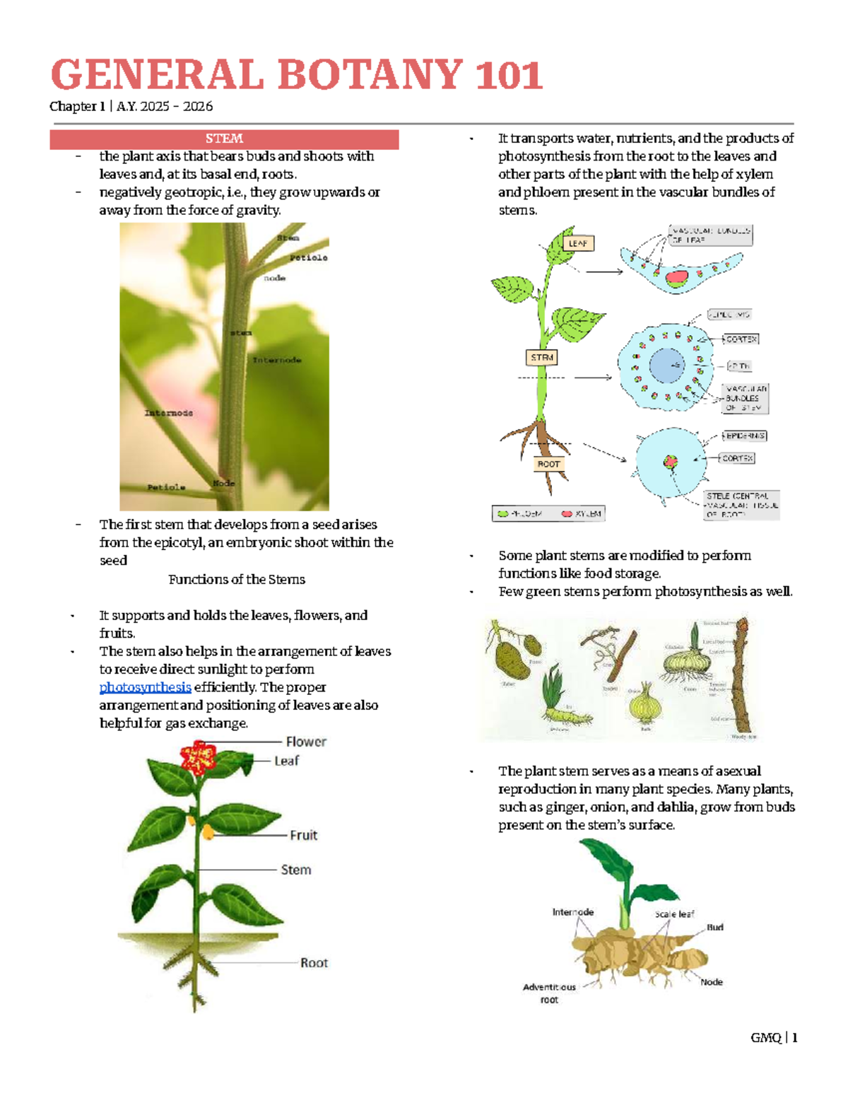 GENERAL BOTANY 101 Chapter 1: Stem Functions and Types Notes - Studocu
