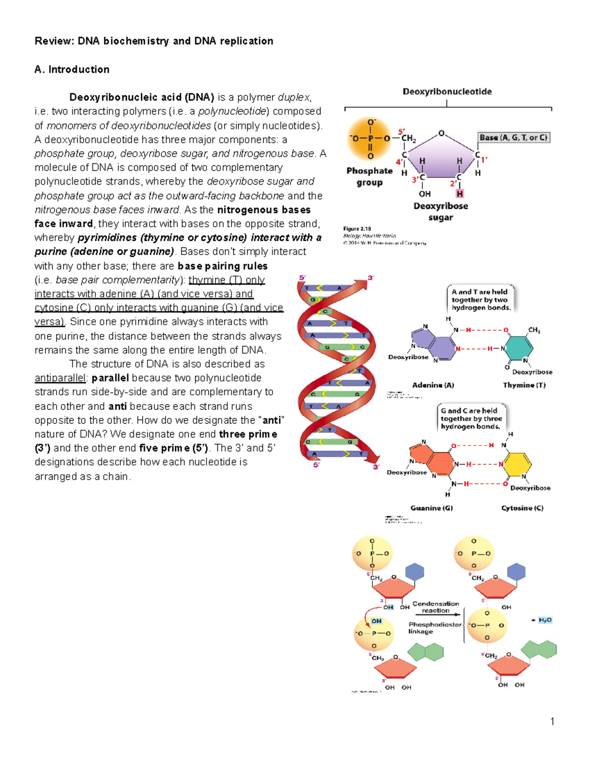 Lecture 3.1: Comprehensive Review Notes on DNA Biochemistry ...