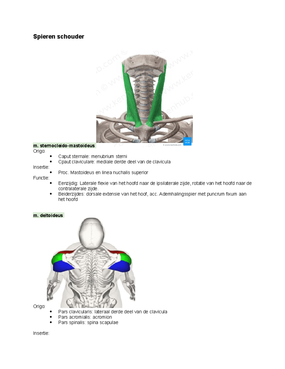 Schouderspieren Anatomie en Functies Studiegids - Studeersnel