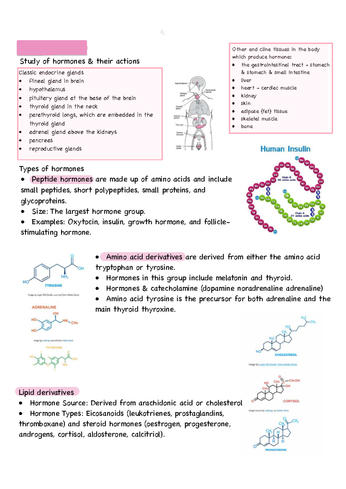 Pharmacotherapy and Management of Thyroid Disorders in PHRM2101 Lecture ...