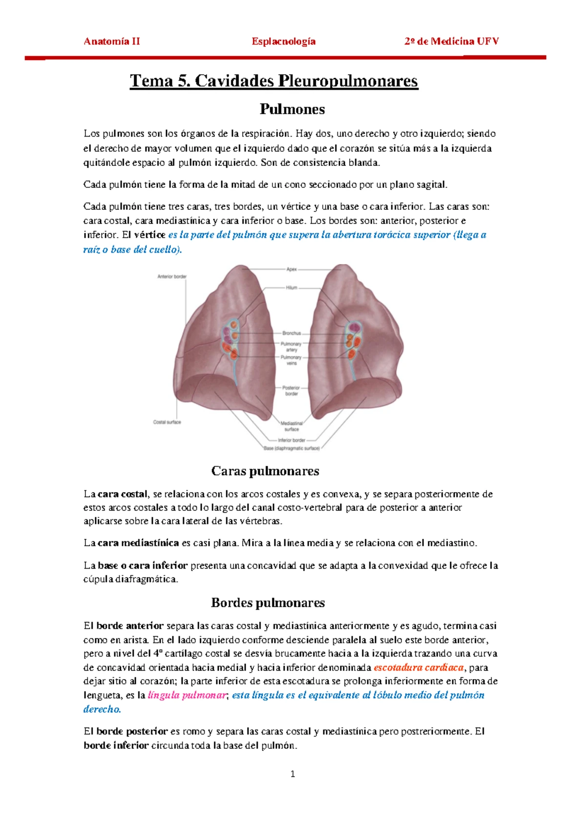 Anatomía II Tema 11 - ANATOMÍA II Tema 11. La transcavidad de los ...