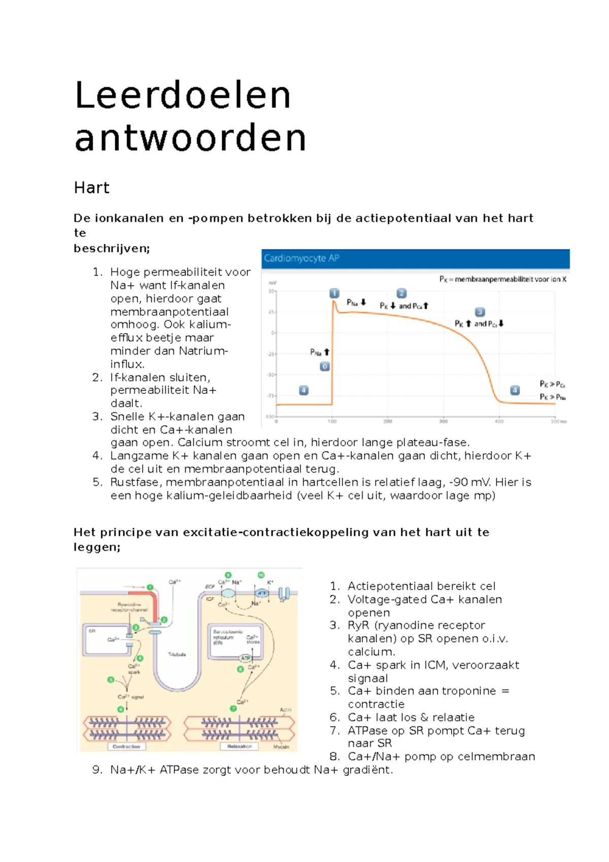 Practicum hart anatomie en histologie - Anatomie HART - Cavitas ...