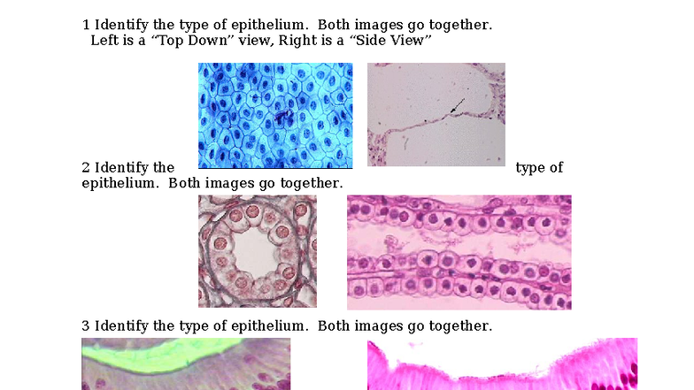 Histology Practice: Identifying Tissues & Structures 2025 - Studocu