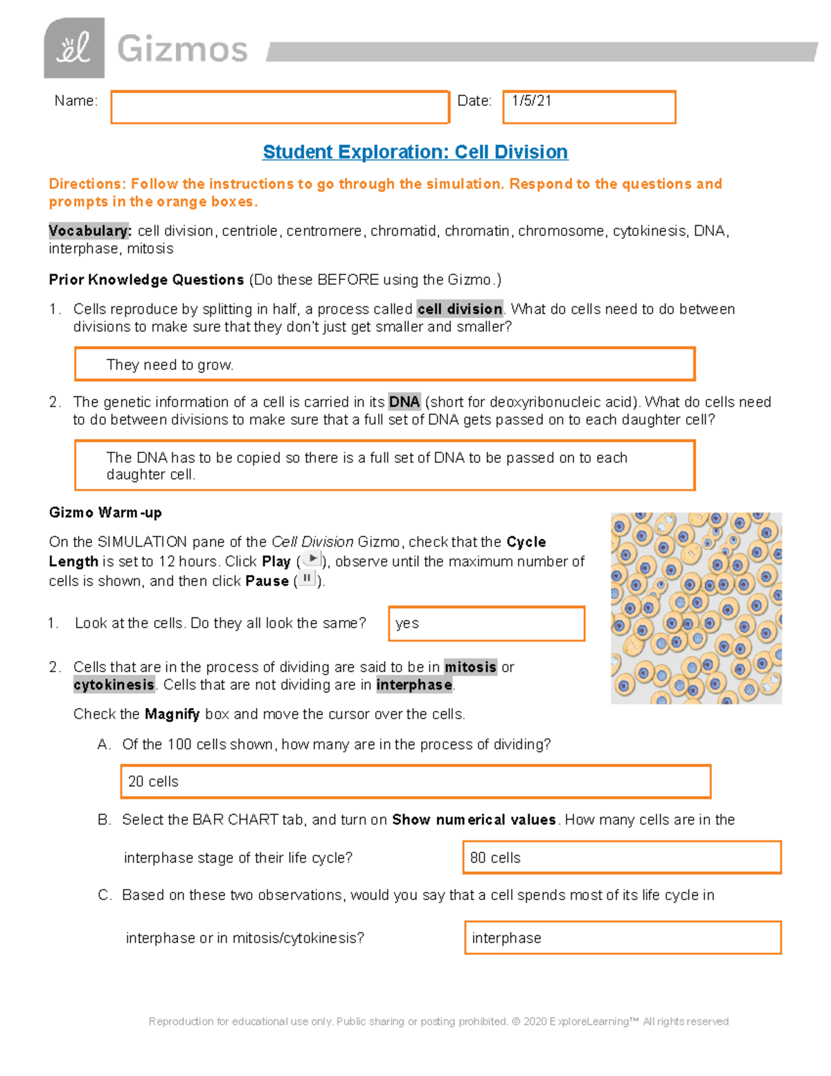 Cell Division SE gizmo - Name: Date: 1/5/ Student Exploration: Cell ...