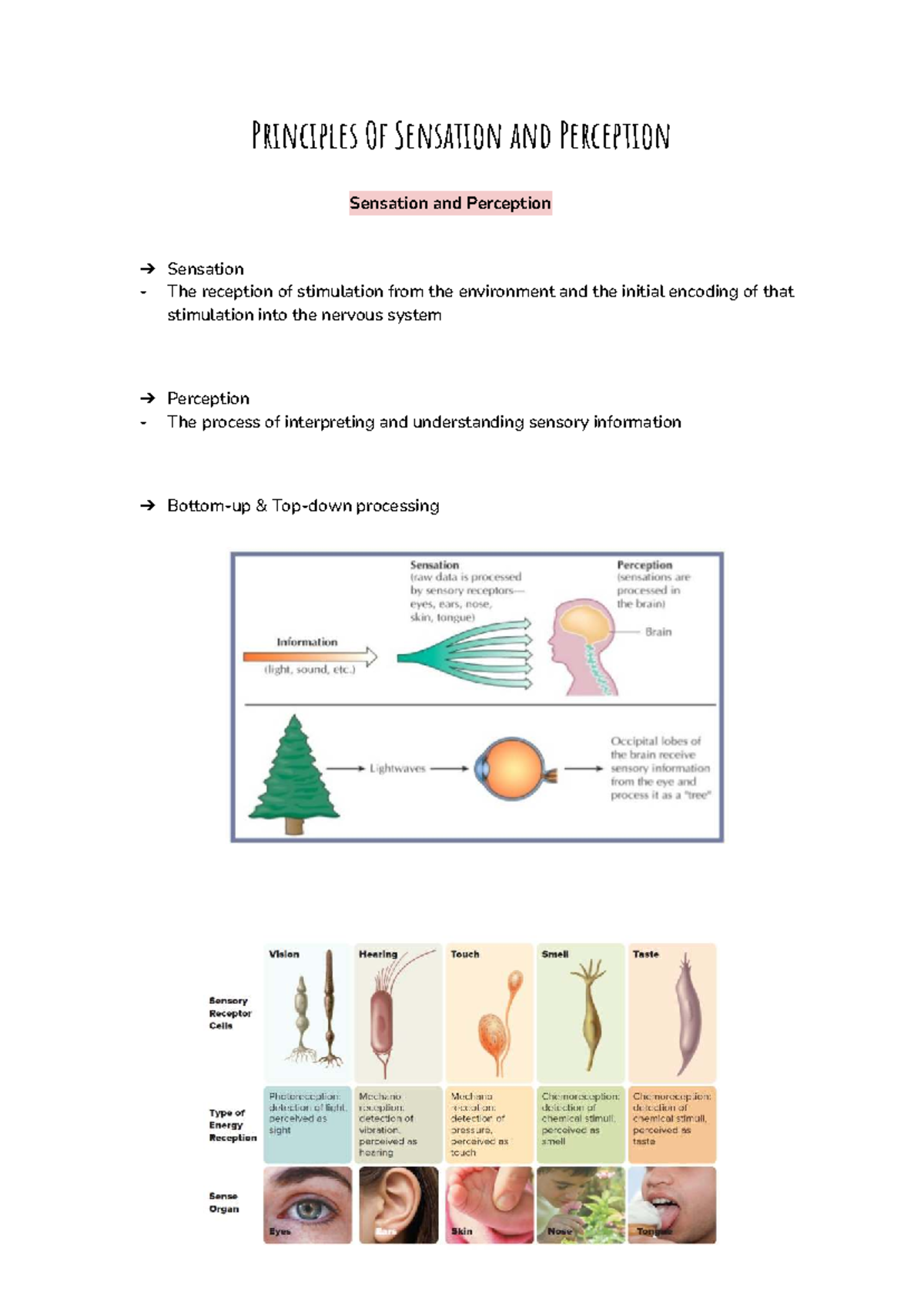 Principles of Sensation and Perception (Psychology 9 Lecture Notes ...