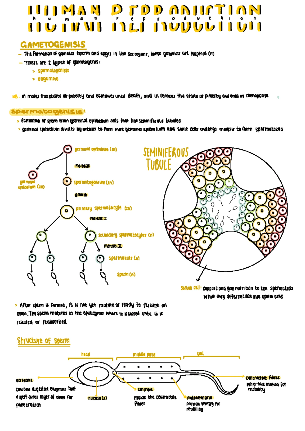Life Sciences Grade 12: Chapter 8 - Plant Responses to the Environment ...