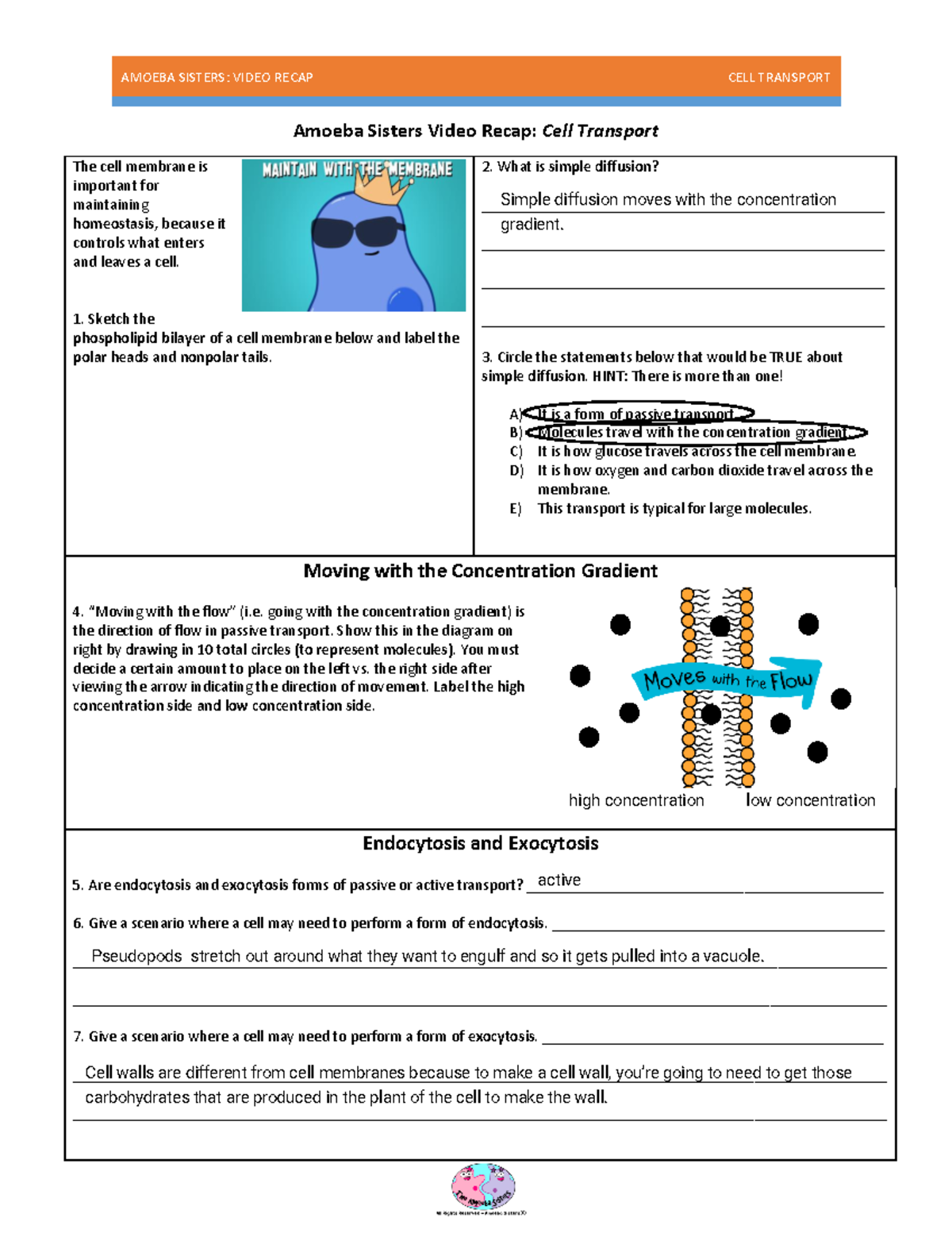 Amoeba Sisters Worksheet: Cell Transport (Updated) - Studocu