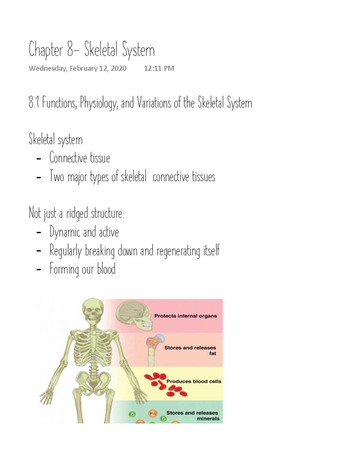 Chapter 8: In-Depth Analysis of the Skeletal System Functions and ...