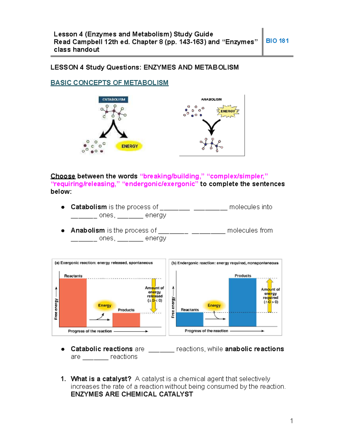 BIO 181 Lesson 4 Study Guide: Enzymes and Metabolism - Studocu
