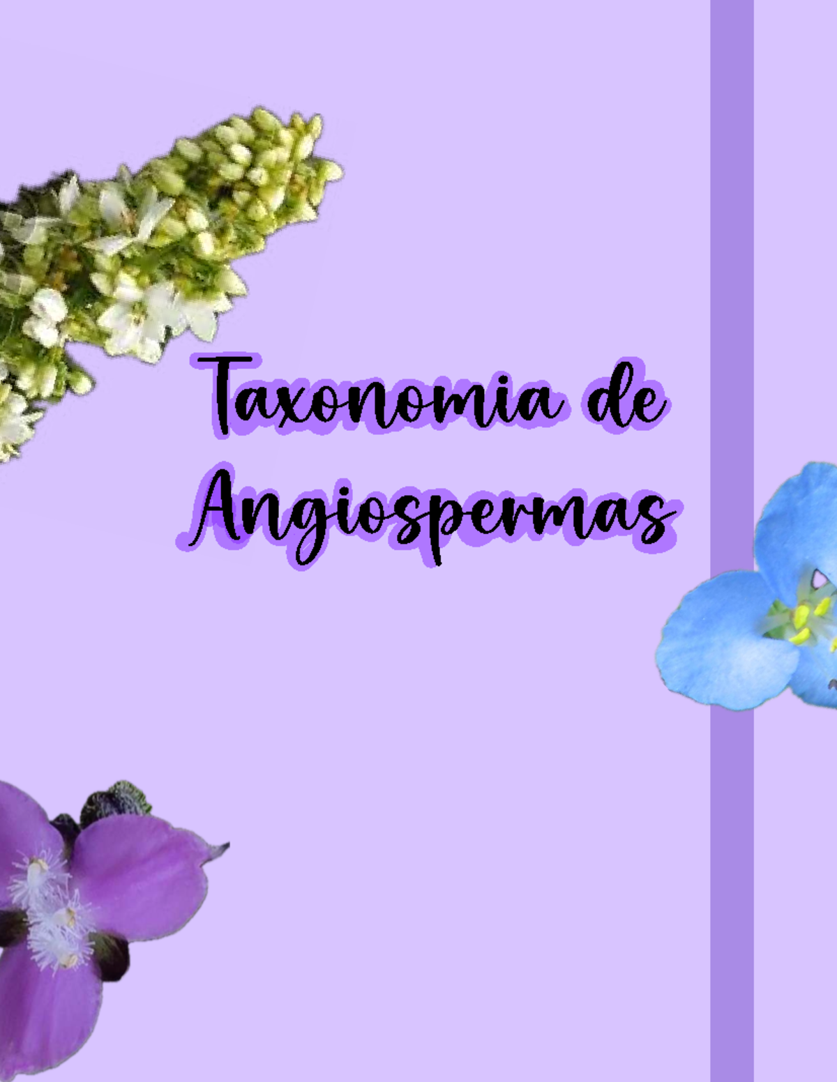 Taxonomía de Angiospermas: Orden Commelinales y Familias - Studocu