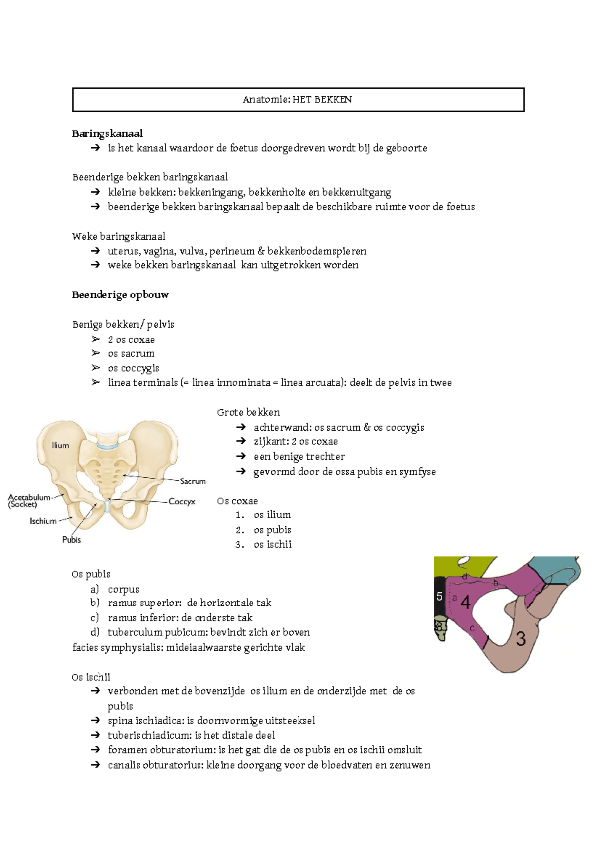 Anatomie van het Baringskanaal en Bekkenstructuur - Vroedkunde KdG ...