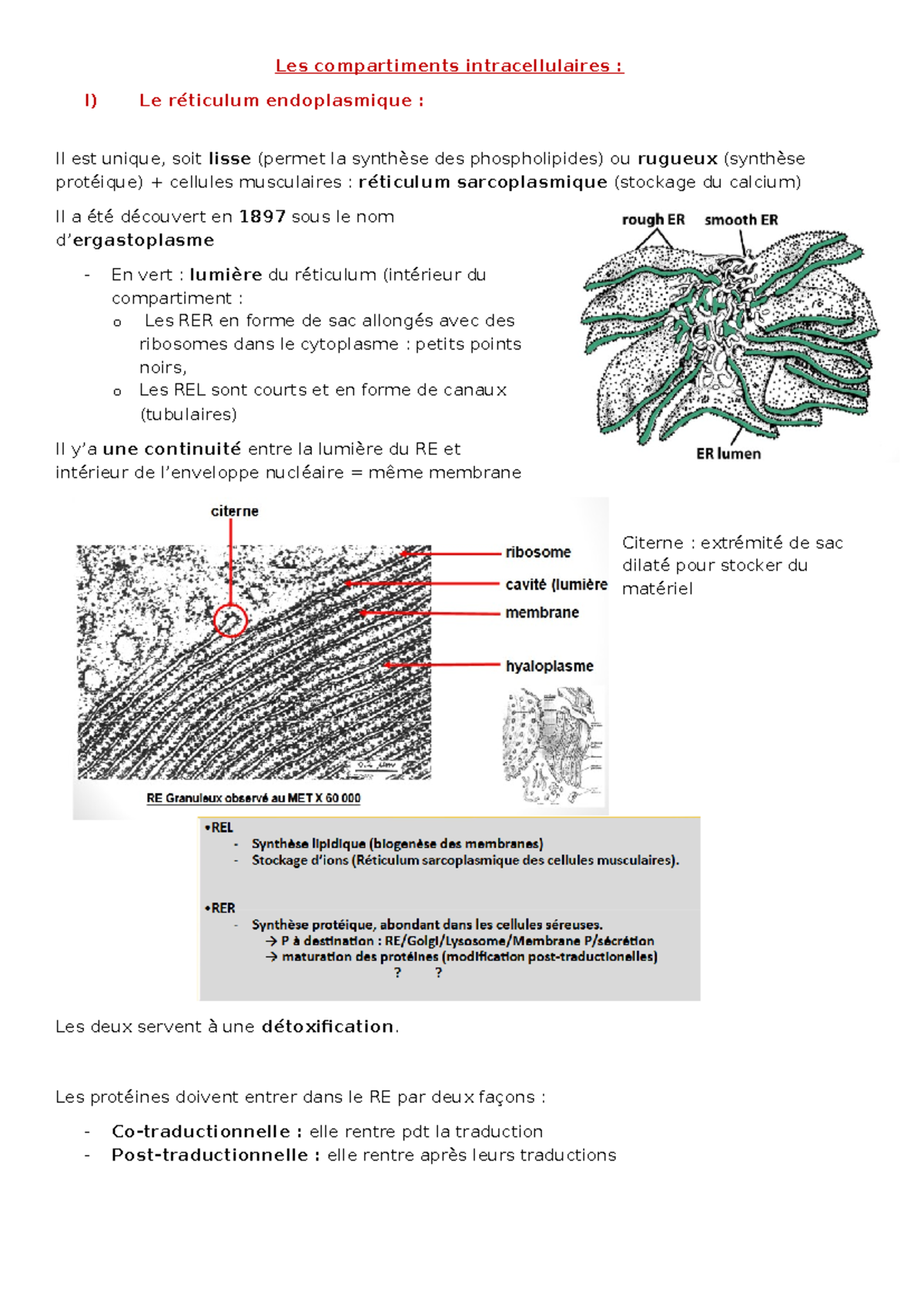 COMPARTIMENTS INTRACELLULAIRES - Les compartiments intracellulaires : I ...