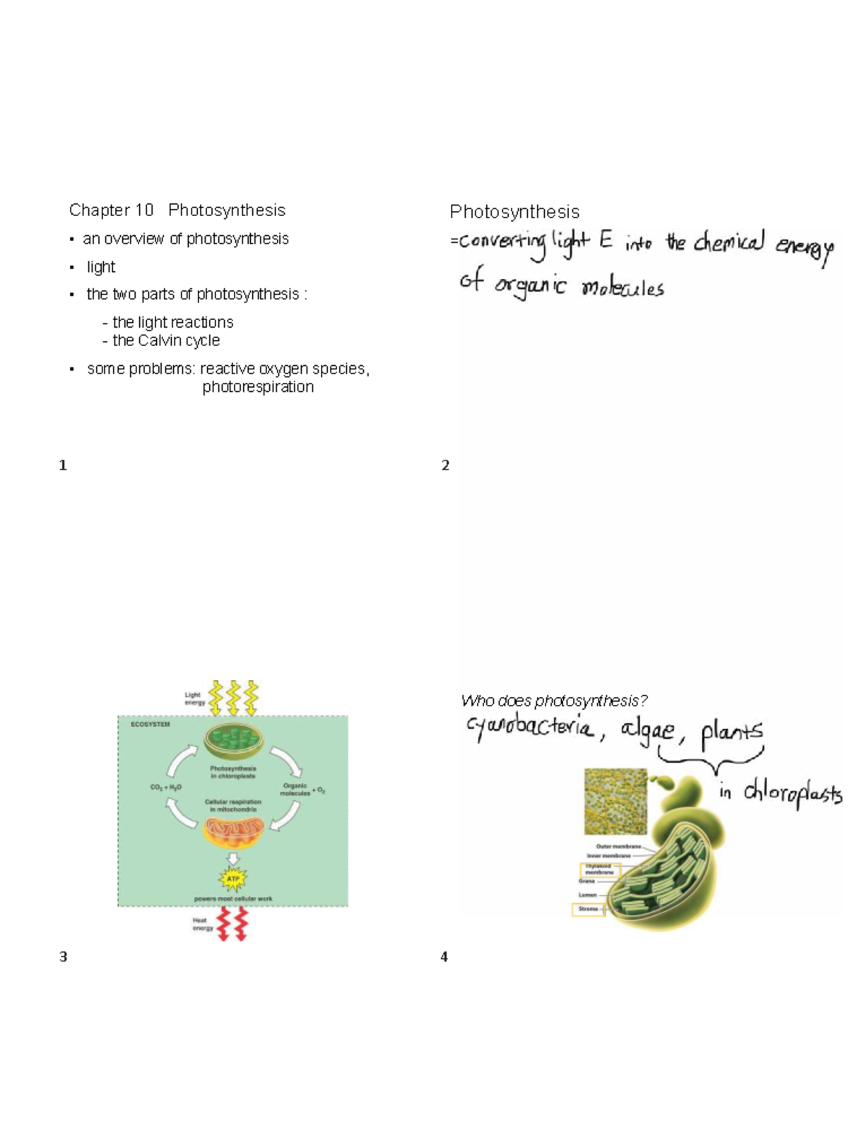Chapter 10: Photosynthesis Overview - Studocu