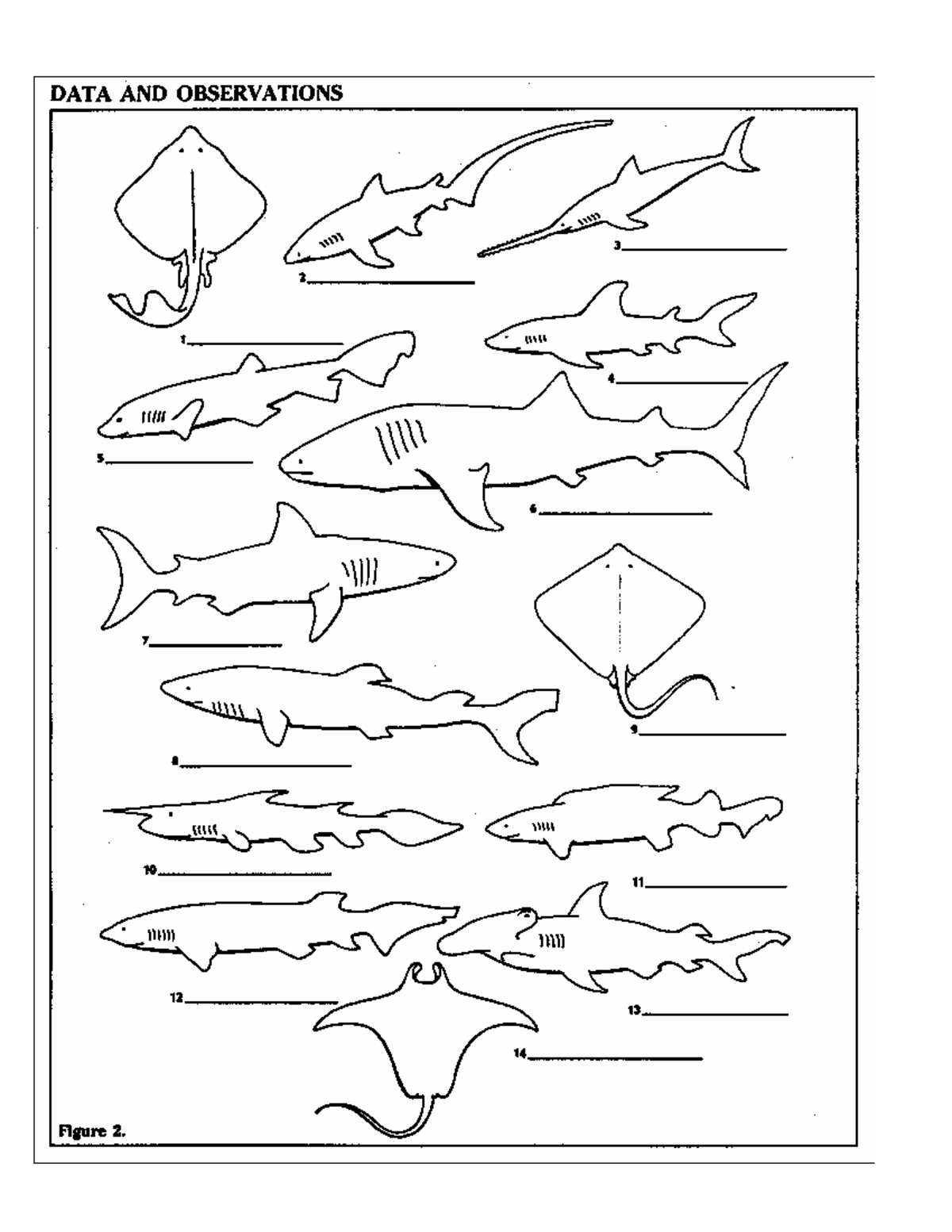 Shark Identification Using a Dichotomous Key: Procedure and Analysis ...