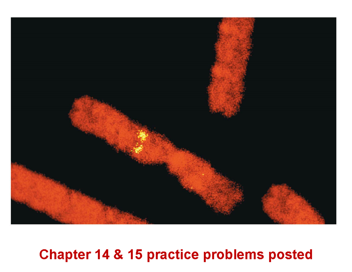 Exceptions To Standard Mendelian Inheritance Bio 3400 Lecture Notes Chapter 14 And 15 Practice
