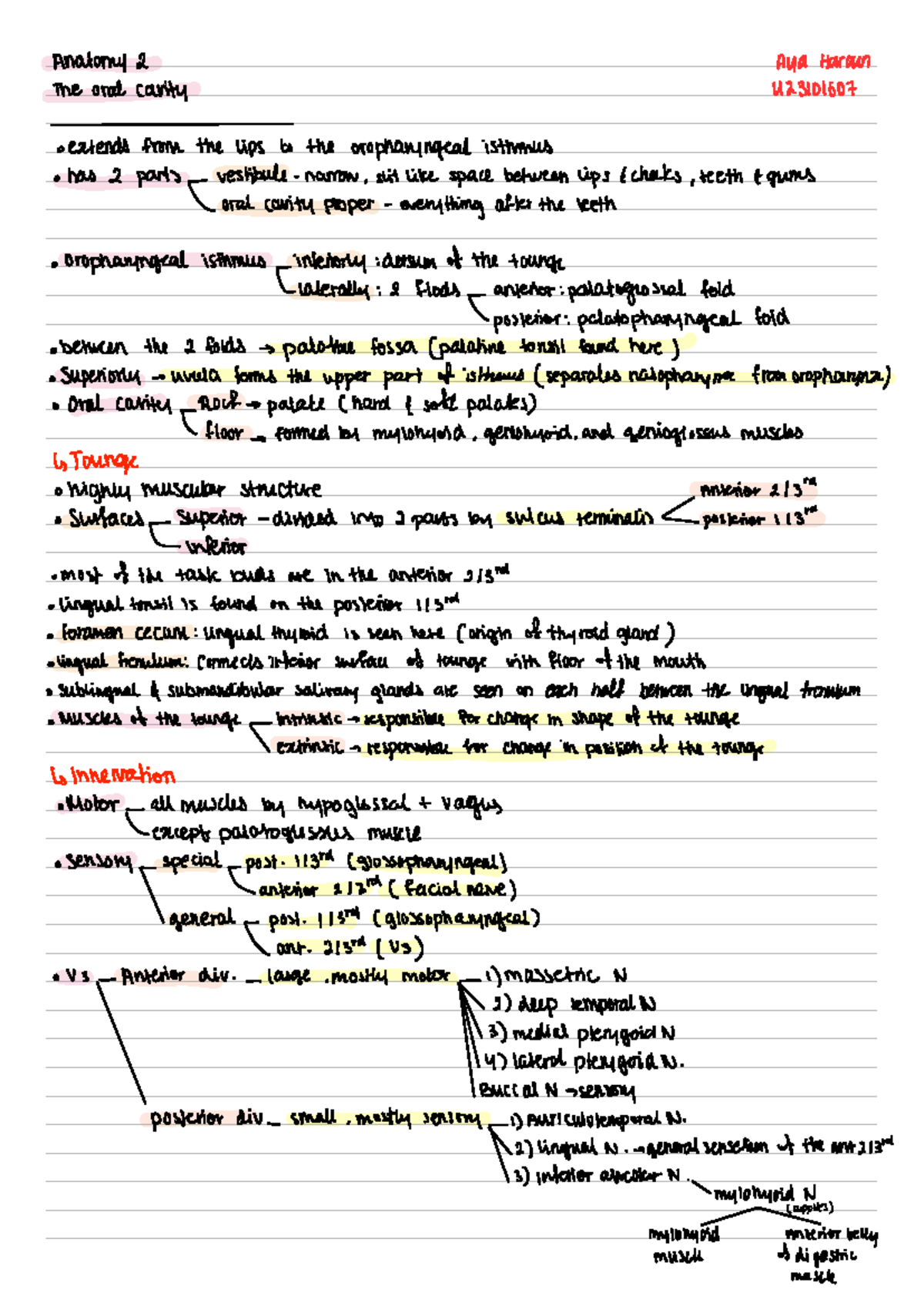 Anatomy 2: Oral Cavity Overview and Key Structures - Studocu