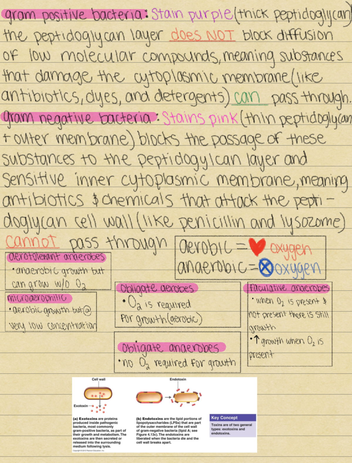 Microbial Pathogens and Their Effects on Human Health: A Study Guide ...