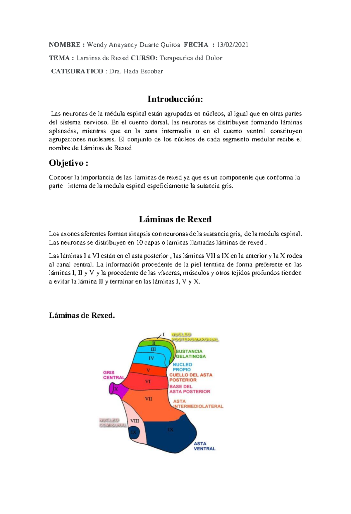 Láminas de Rexed en Terapeutica del Dolor - Wendy Duarte - Studocu