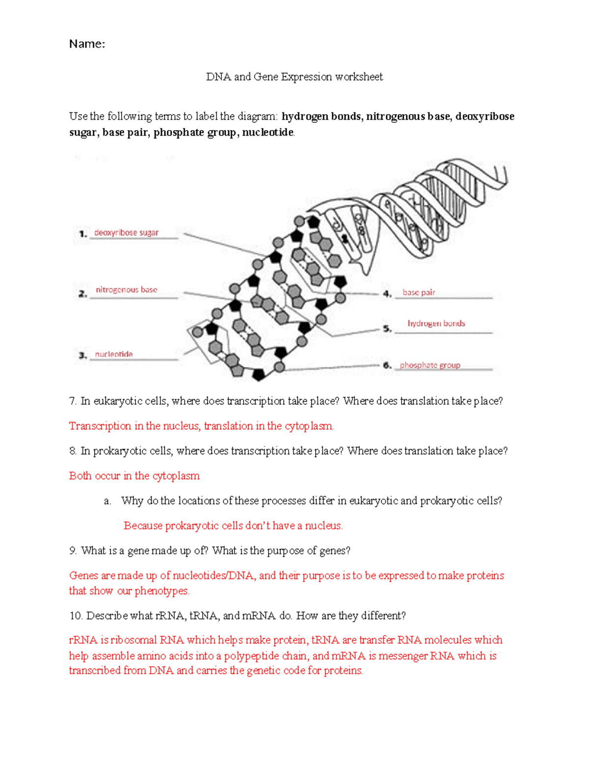 DNA and Gene Expression Worksheet - BIOL 101 - Studocu