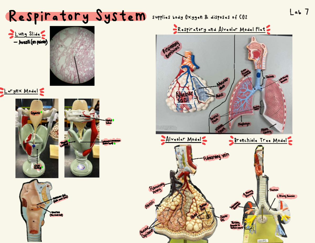 Lab Final Study Guide: Respiratory, Urinary, and Reproductive Systems ...