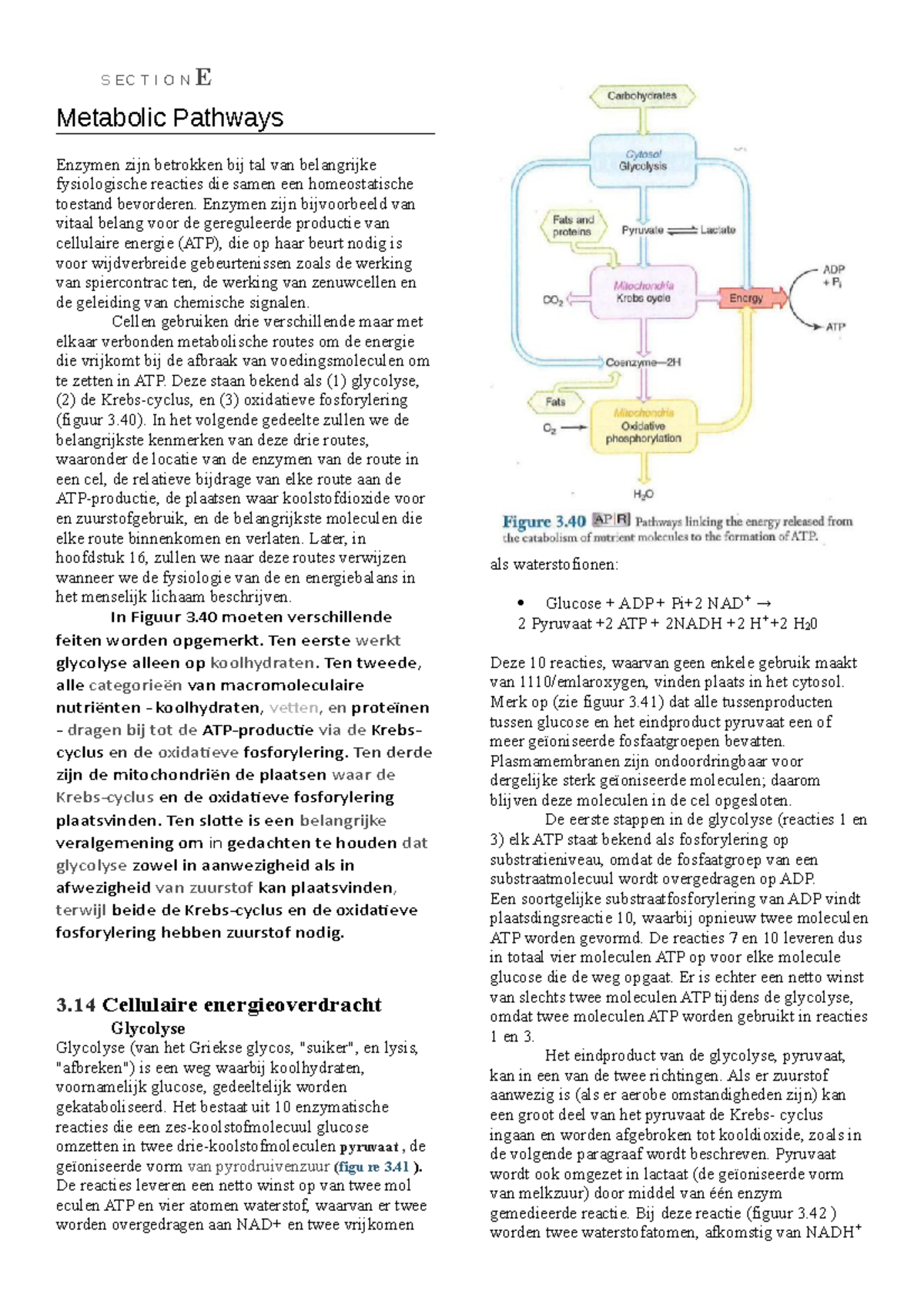 Vertaling Hoofdstuk 3 Sectie E: Metabole Paden en Energieproductie ...