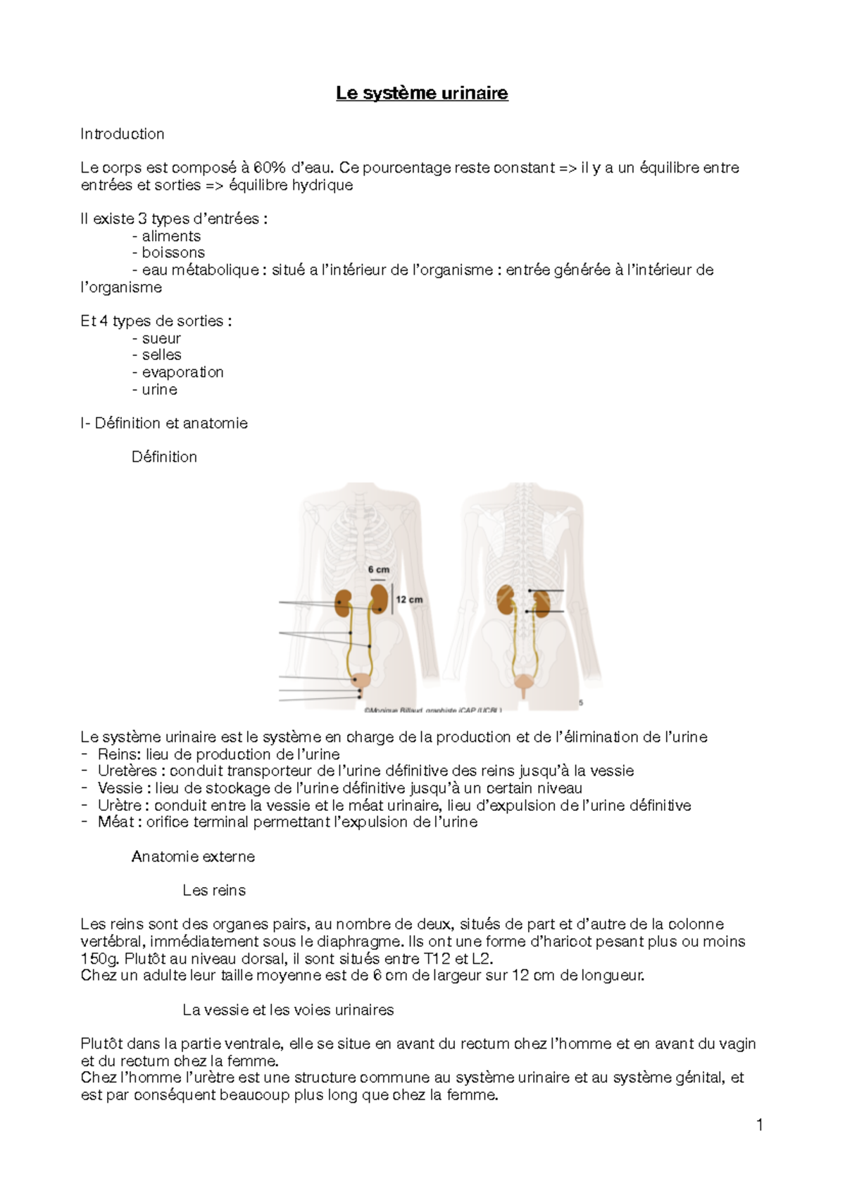Système urinaire - Notes de cours 1 - Le système urinaire Introduction ...
