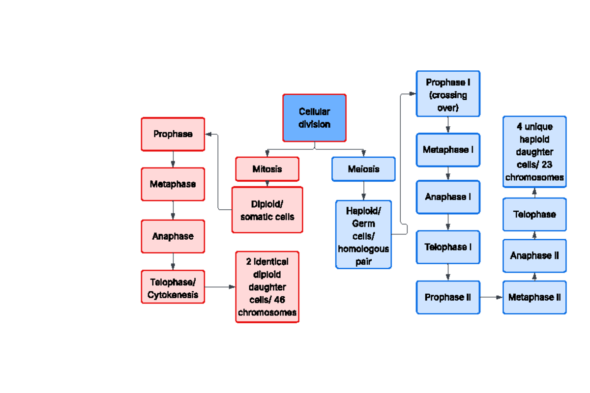 Chapter 9 - Concept map - BIO 189 - Cellular division Mitosis Meiosis ...