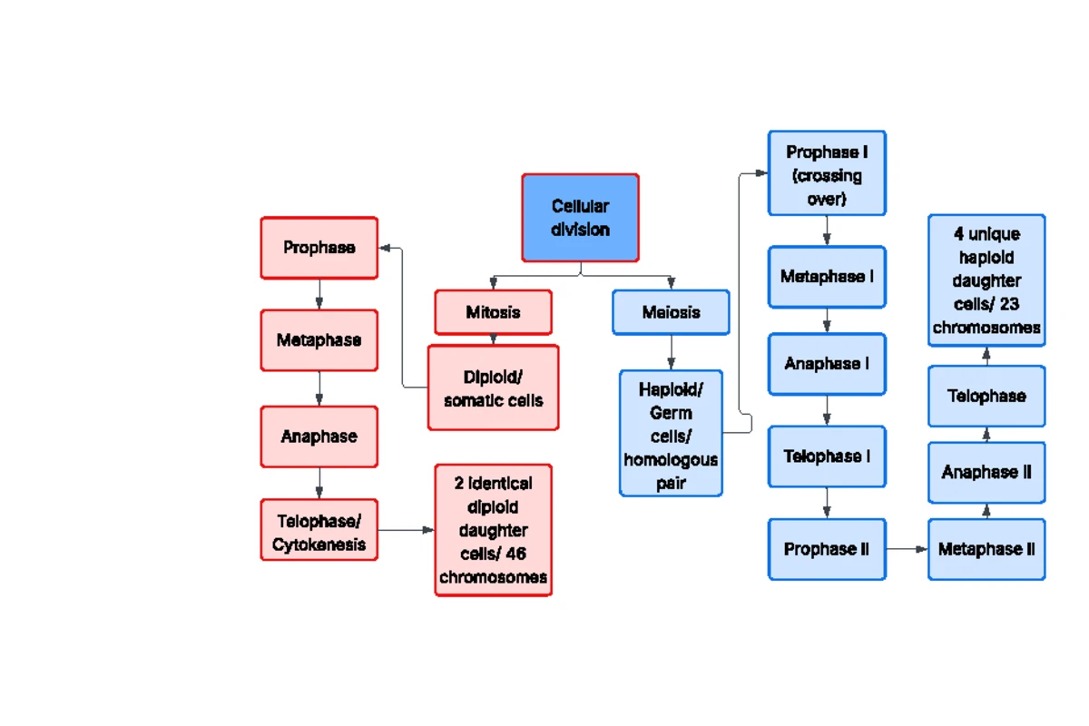 Chapter 7 - Concept map - BIO 189 - DNA Structure Double helix 4 ...