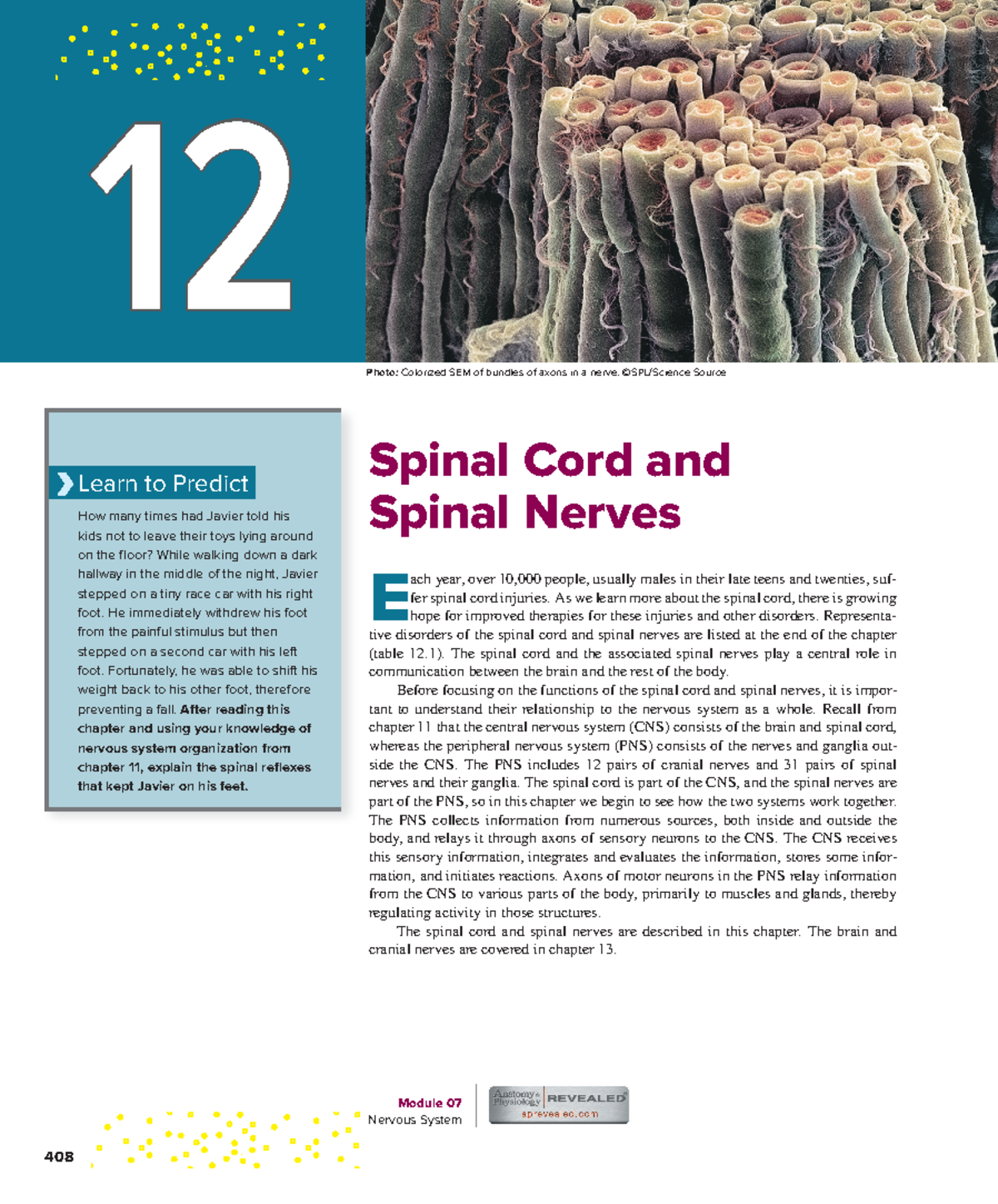 Spinal Cord & Spinal Nerves Overview for ANPH 408 Final Exam Notes ...