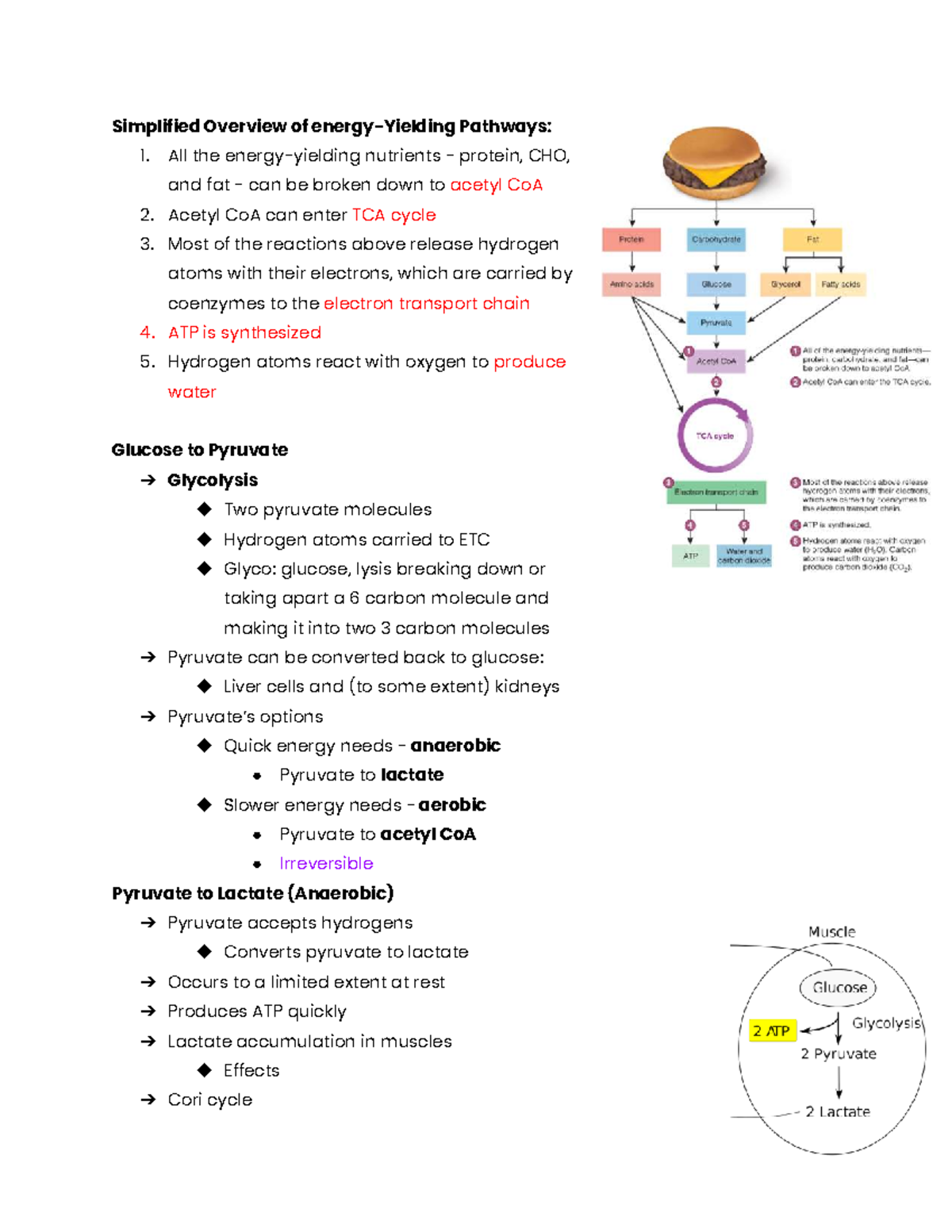 Energy-Yielding Pathways Notes and Quiz: Nutritional Overview ...