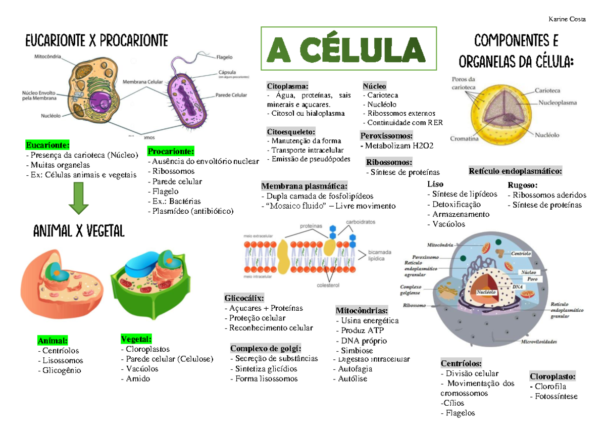 Estudo sobre Células Eucariontes e Procariontes: Estruturas e Funções ...