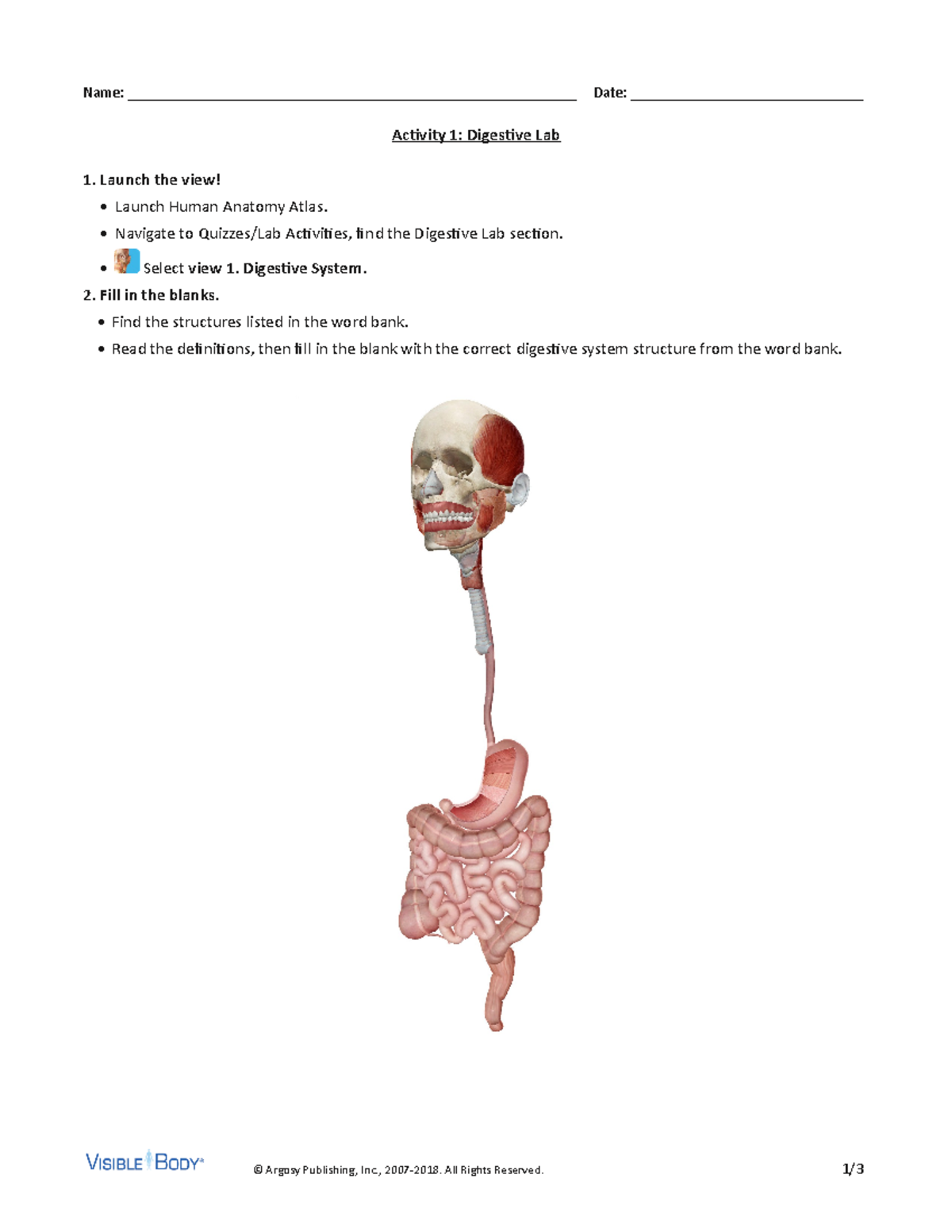 Digestive System Lab Activity: Fill in the Blanks Guide - Studocu