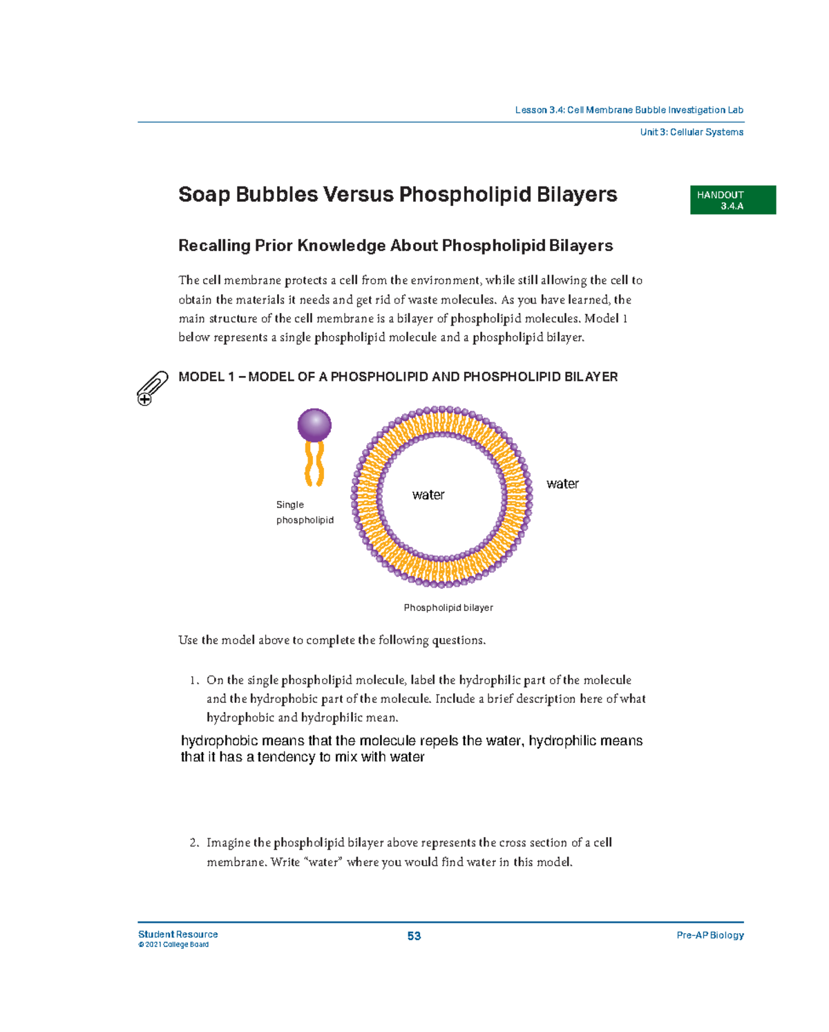 CP Bio Bubble Lab: Exploring Phospholipid Bilayers and Bubbles - Studocu