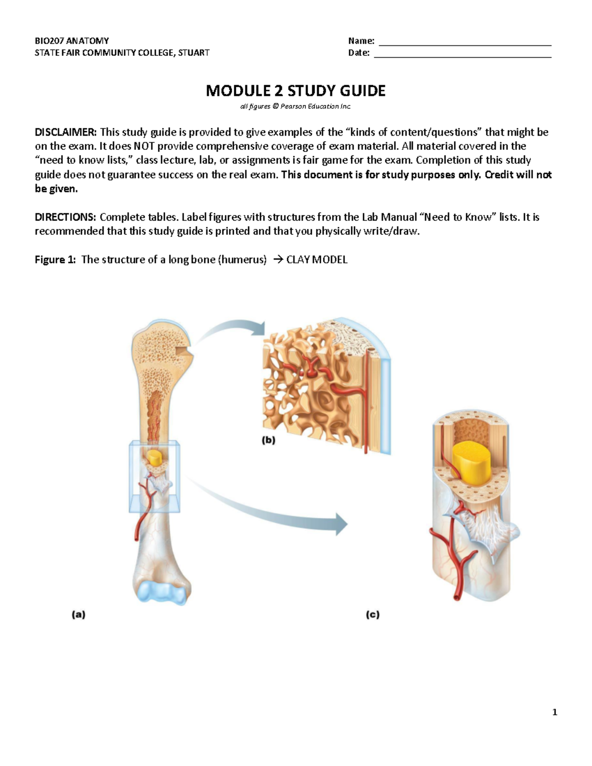 BIO207 Anatomy - Module 2 Study Guide for Exam Preparation - Studocu