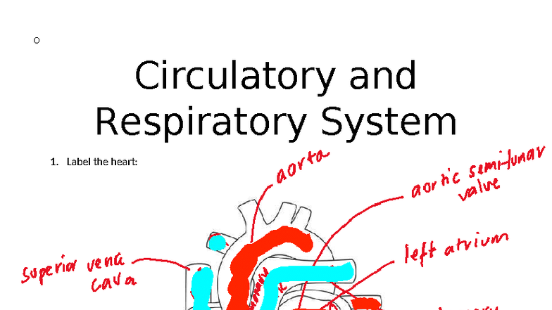Circulatory & Respiratory System Overview: Key Concepts & Diagrams ...