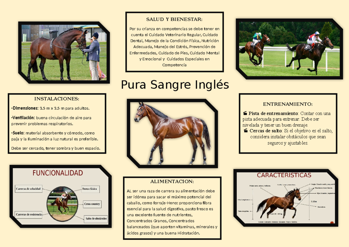 Infografia de raza de caballo - Pura Sangre Inglés ALIMENTACION: AL ser una raza de carrera su ...