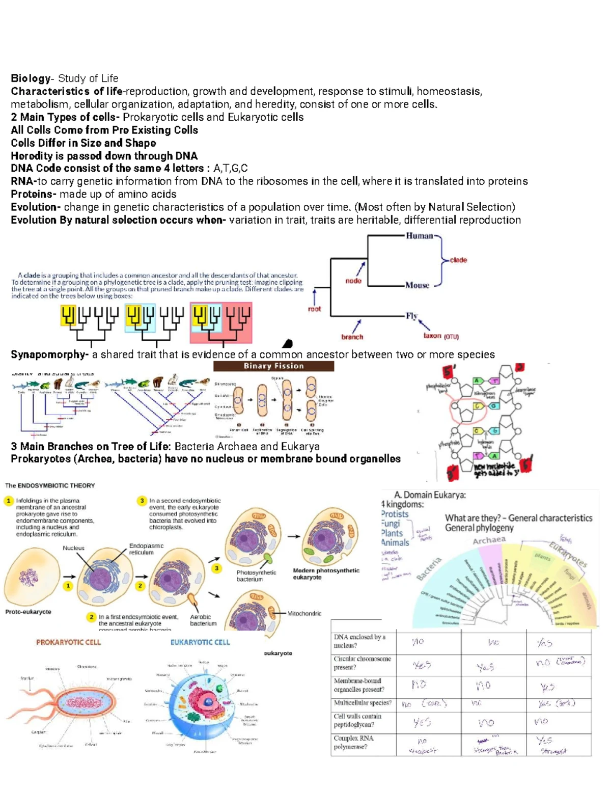 Bio 148 Exam 2 Study Guide: Central Dogma & Gene Expression - Studocu