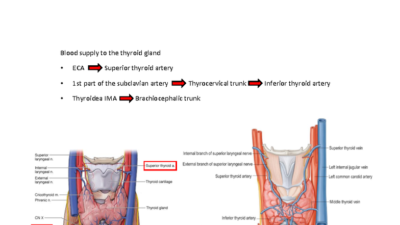 Blood Supply & Venous Drainage of Endocrine Glands ECA - Studocu