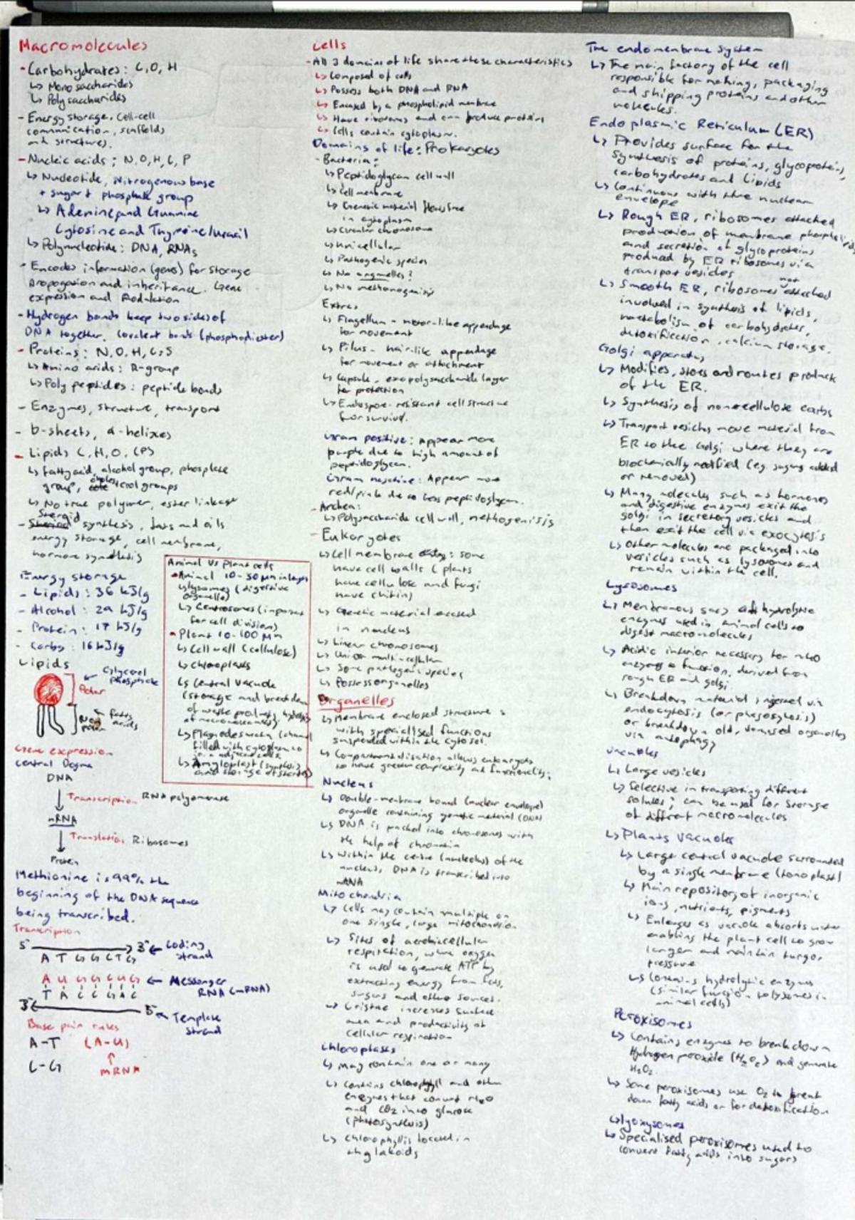 Cheat Sheet: Bio L7 - Macromolecules and Cell Structures - Studocu