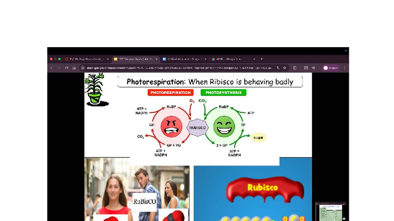 Photosynthesis and Photorespiration: The Calvin Cycle Explained (AP Bio ...