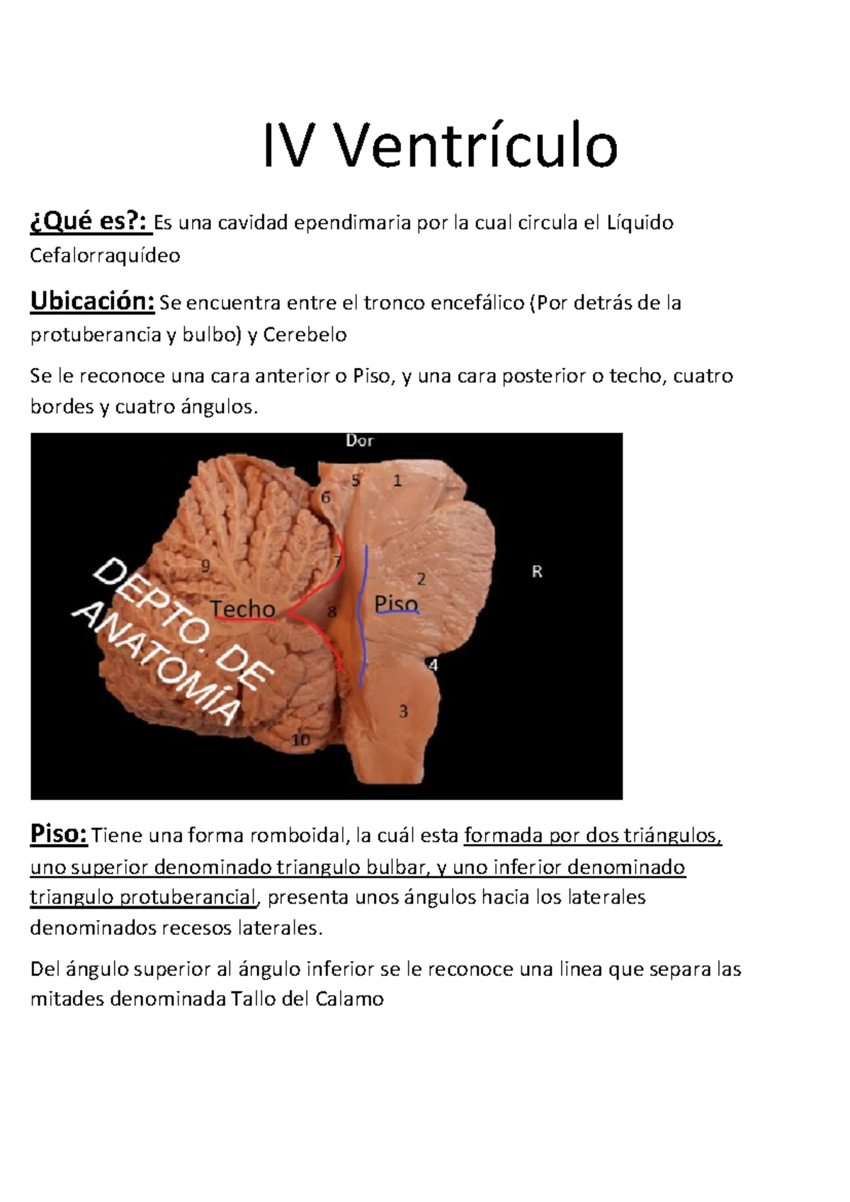 Resumen de irrigación e inervación del hígado y vías biliares - Resumen ...