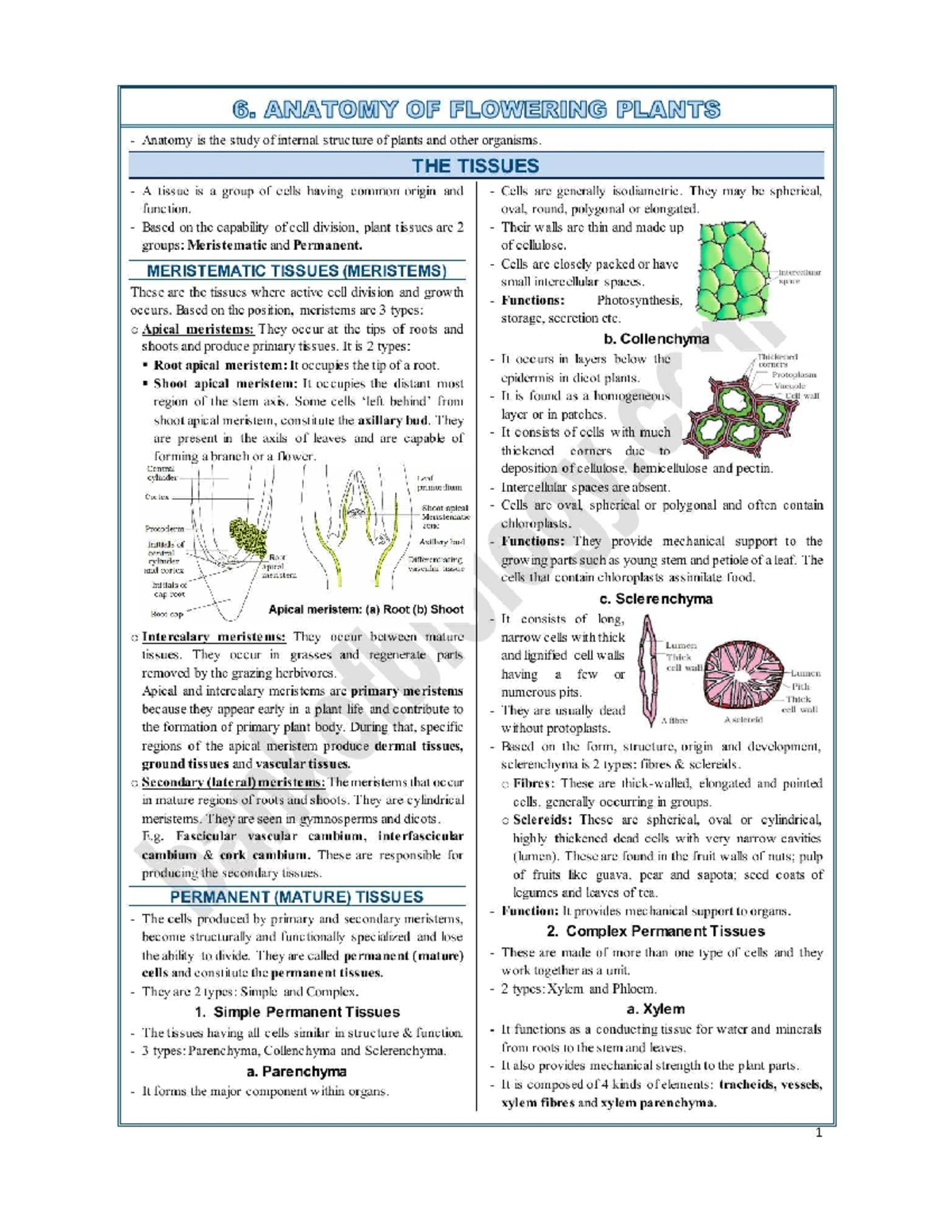 6. Anatomy of Flowering Plants: Detailed Notes on Plant Tissues - Studocu